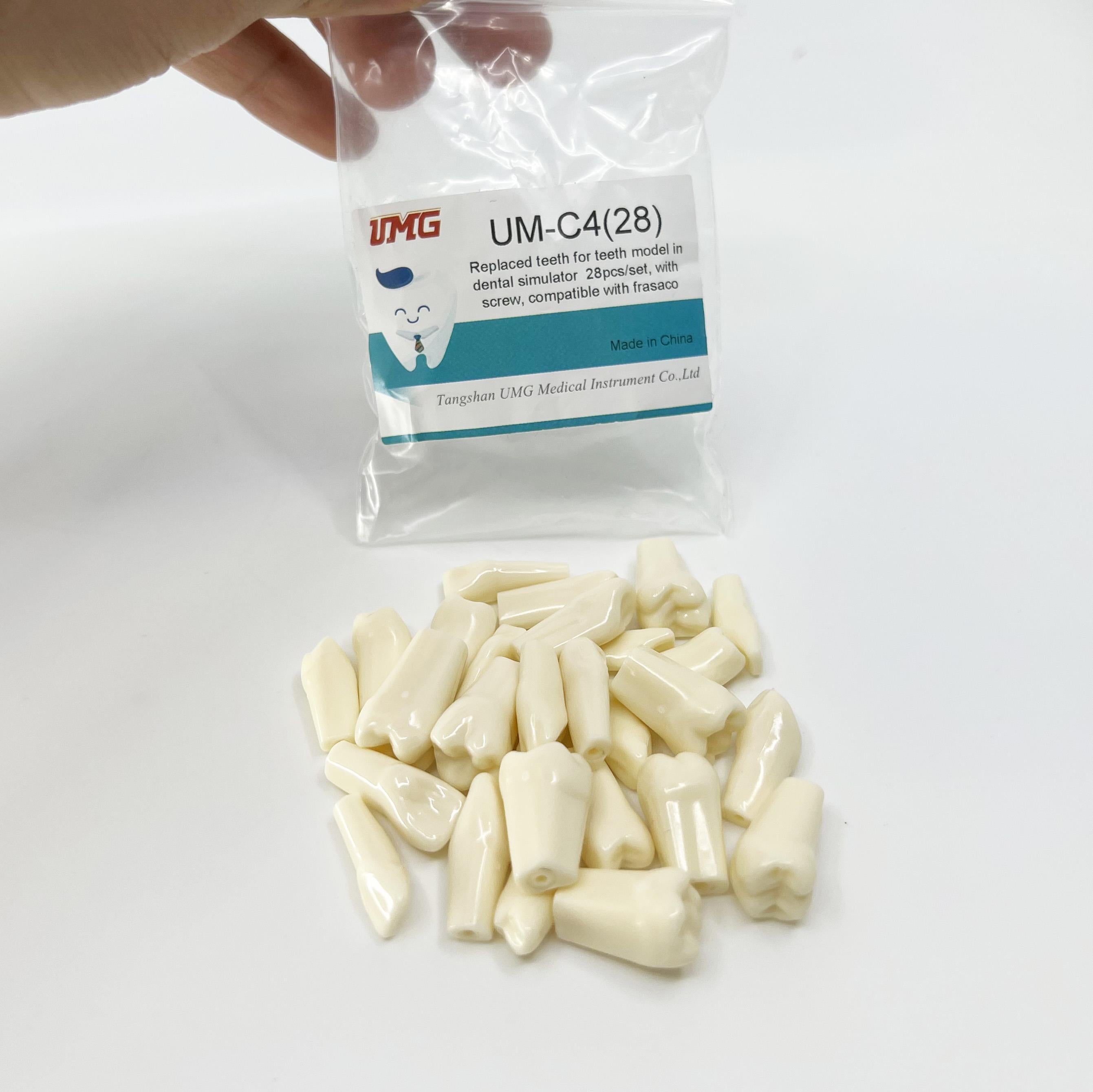 Umg Dental - Replaced Teeth for Teeth Model in Dental Simulator ...